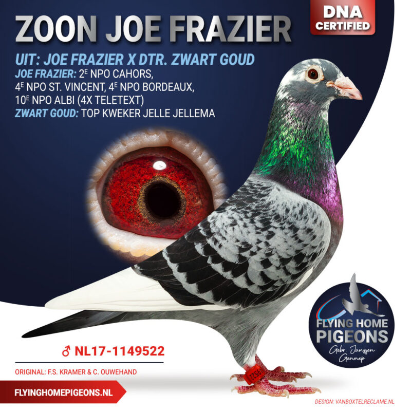 Gebr. Janssen - Top Pigeons